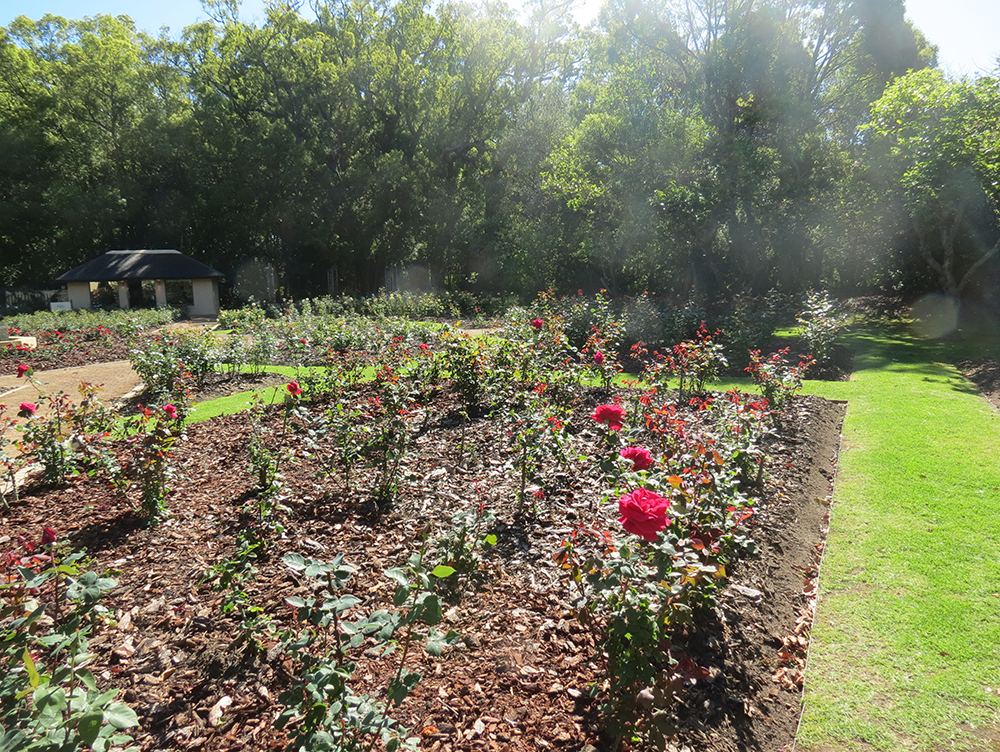 Roses | SMF News